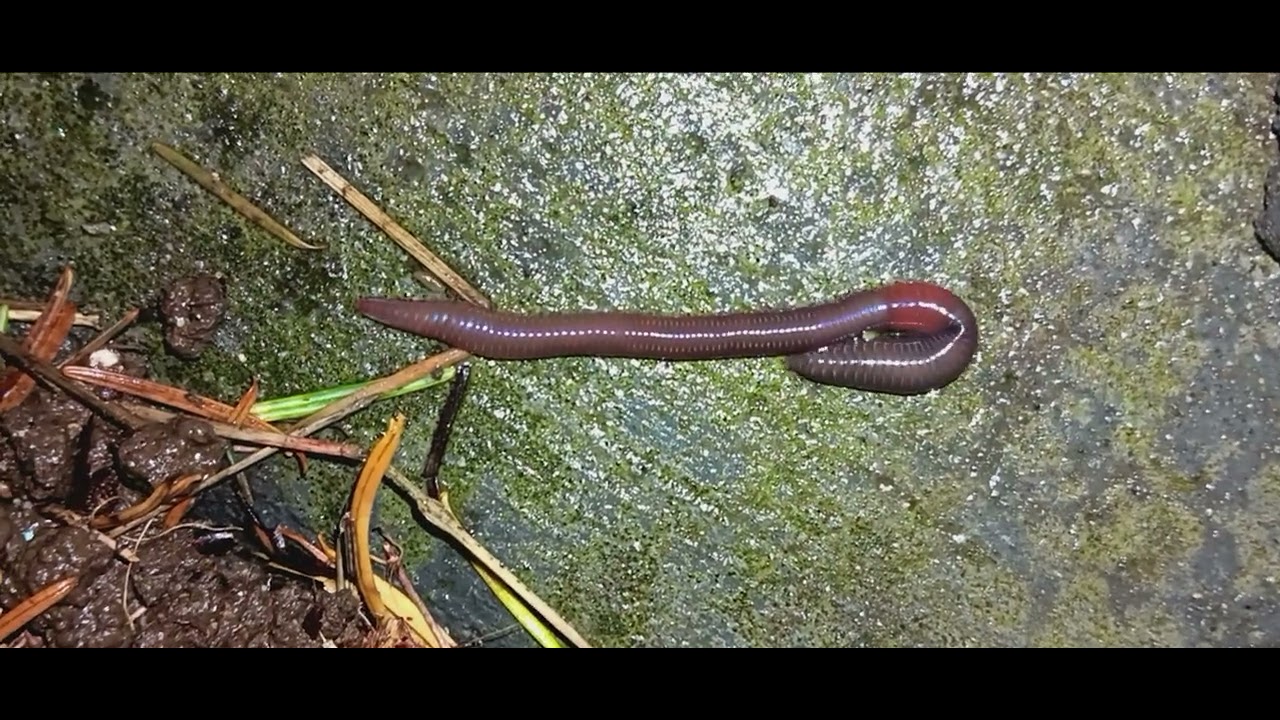 Worm moves backwards then decides to turn around to move forwards ...