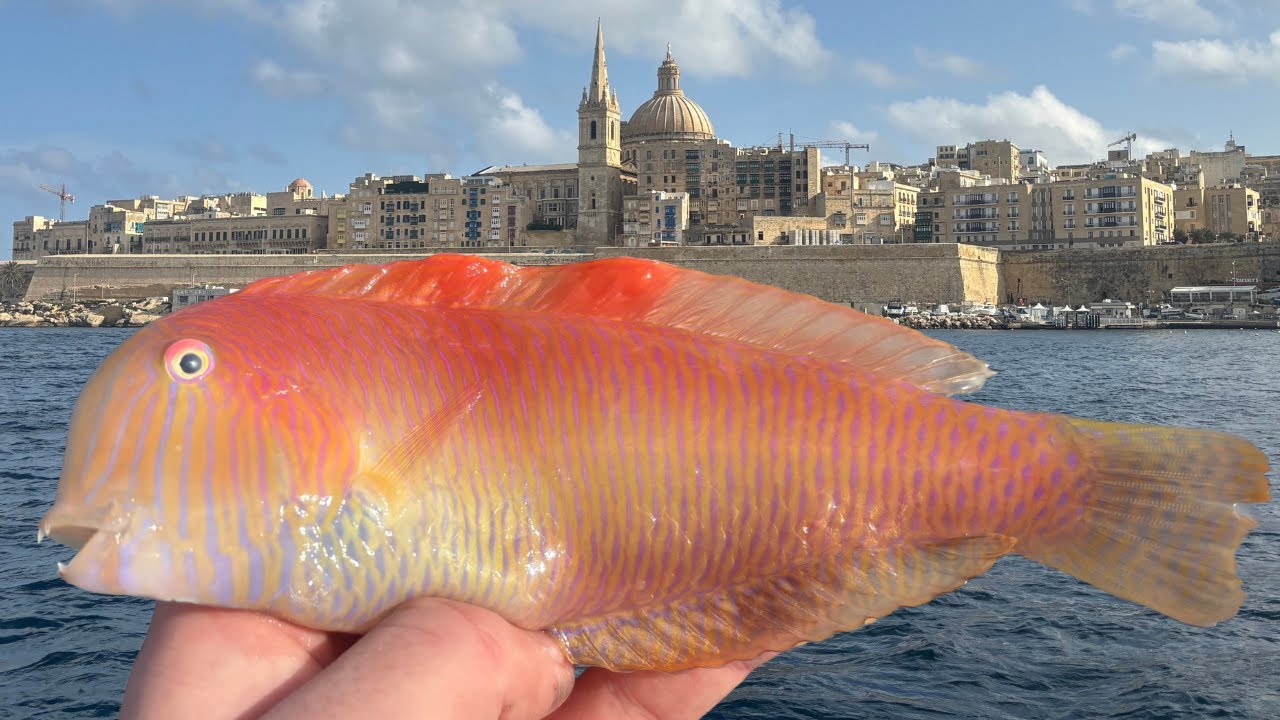 Species Hunting in Malta | LRF Fishing - YouTube