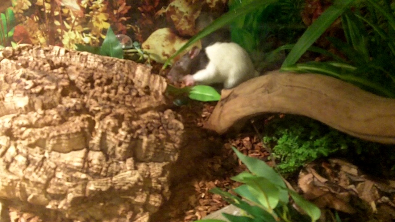 gaboon viper feeding 2 - YouTube
