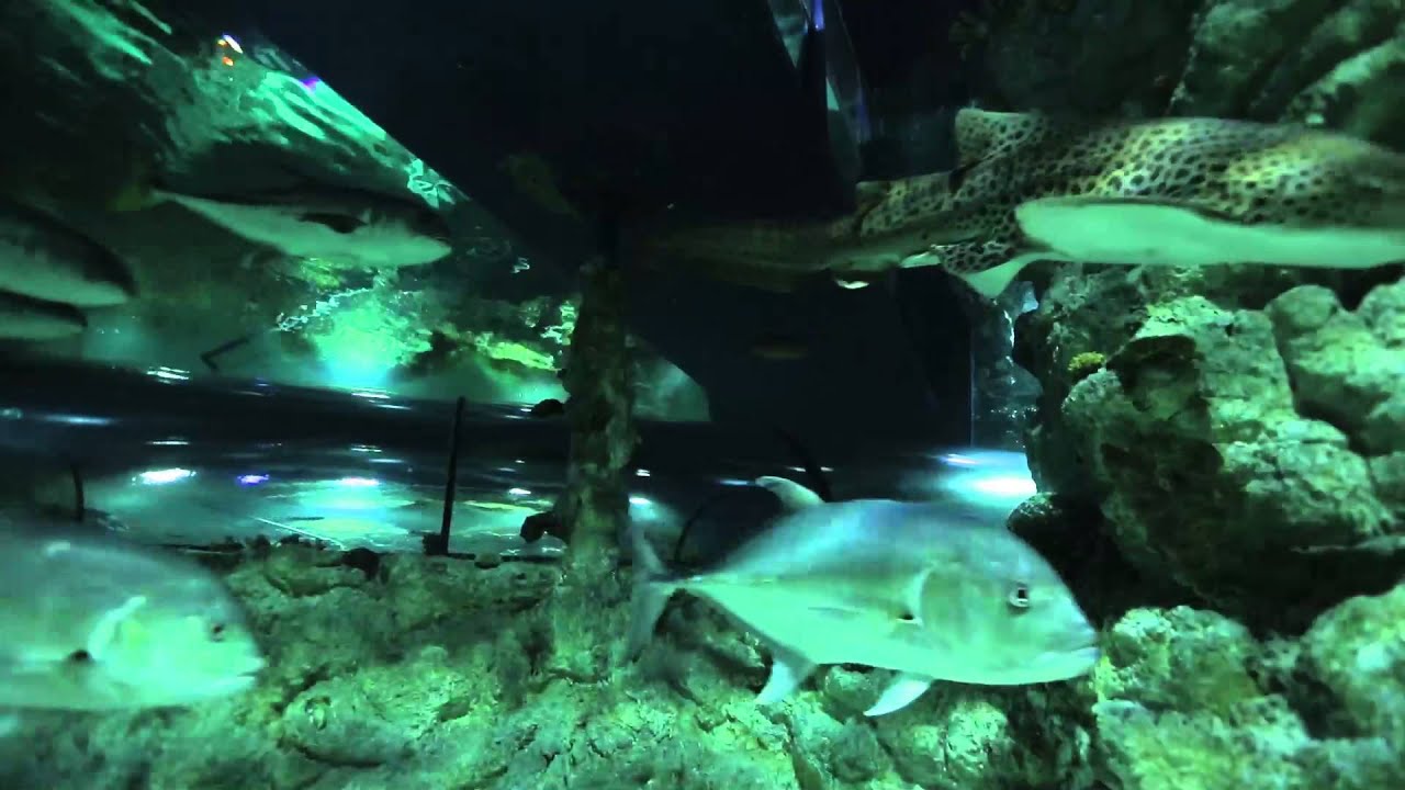 Aquatopia trailer - YouTube