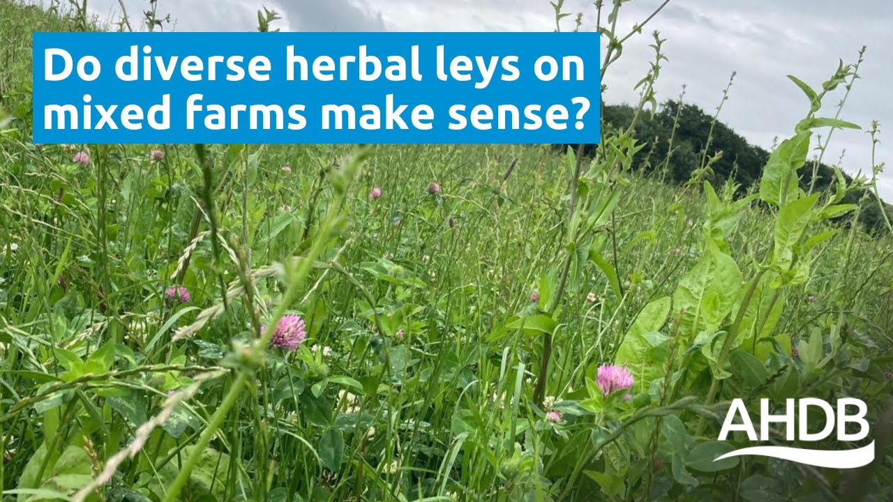 Do diverse herbal leys on mixed farms make sense? - YouTube