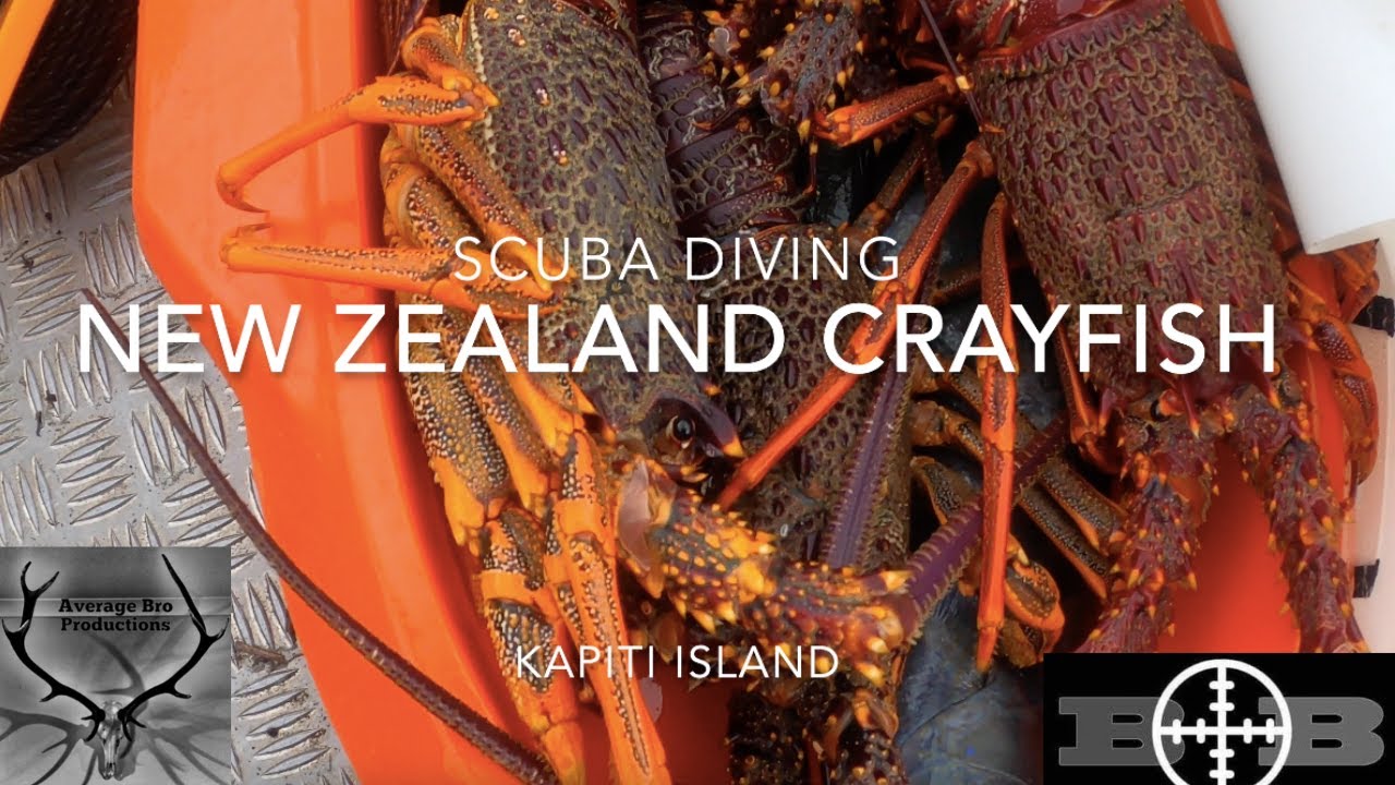 SCUBA DIVING-NEW ZEALAND CRAYFISH KAPITI ISLAND - YouTube