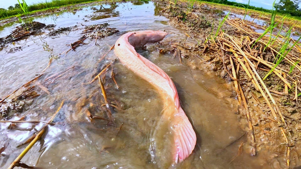 amazing fishing! a lot of catch fish in flooding season again this year ...