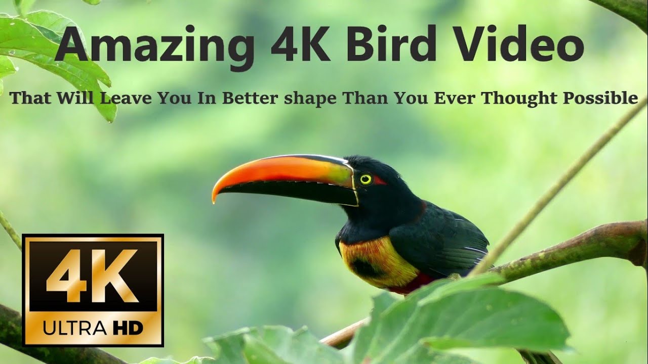 Amazing 4K Bird Video 🐦| That Will Leave You In Better shape Than You ...