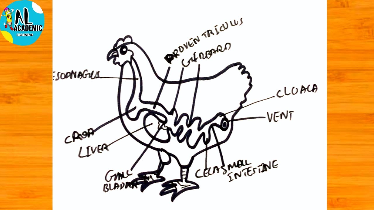 The Digestive System of a Chicken Diagram| How to draw Chicken ...
