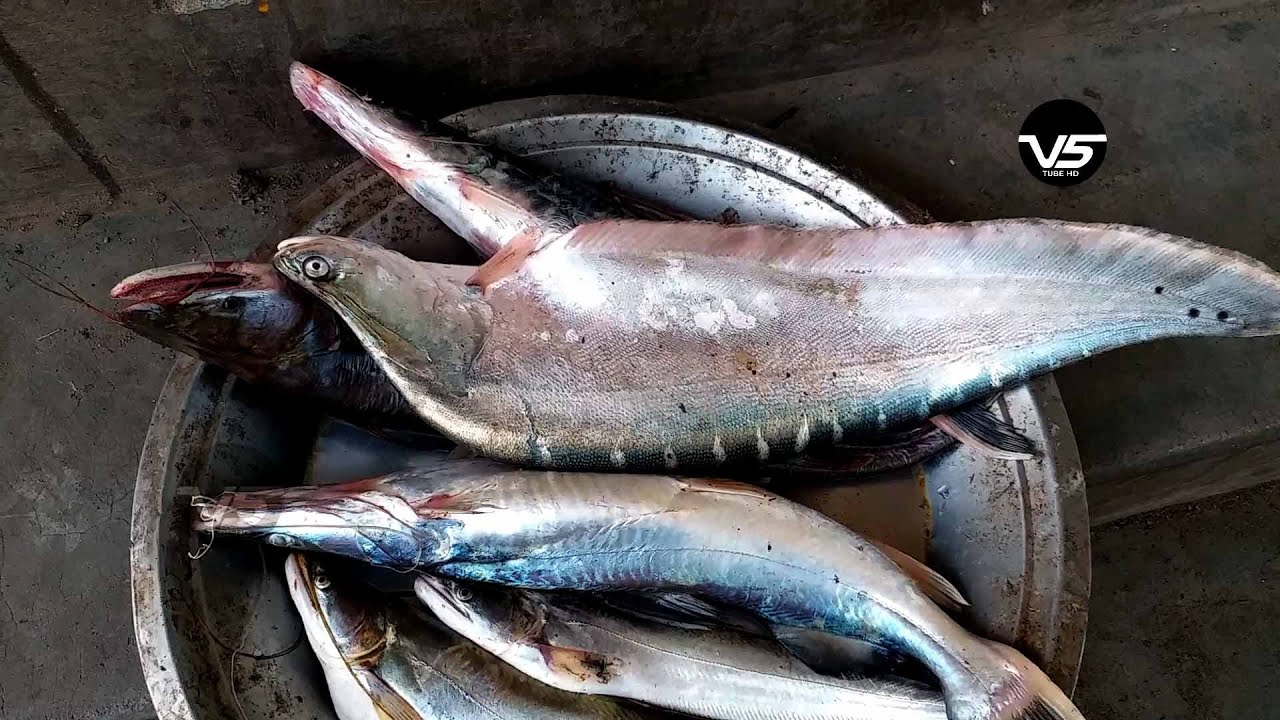 Godavari fish market | గోదావరి చేపల మార్కెట్ - YouTube
