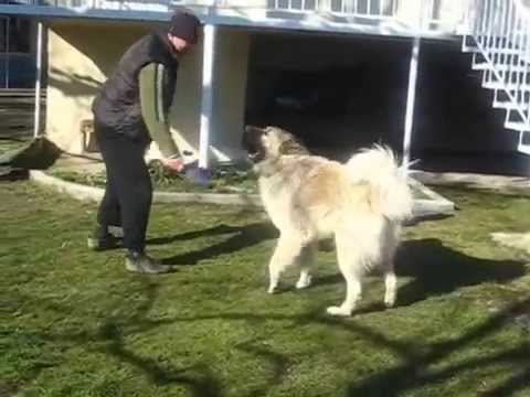 ianetis dzagli - YouTube