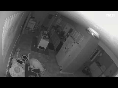 Dog couldn't hold it in anymore