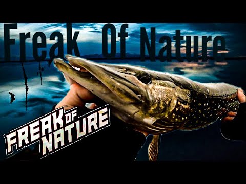 Quantum FREAK OF NATURE - FISH ON - underwater swimming action - YouTube