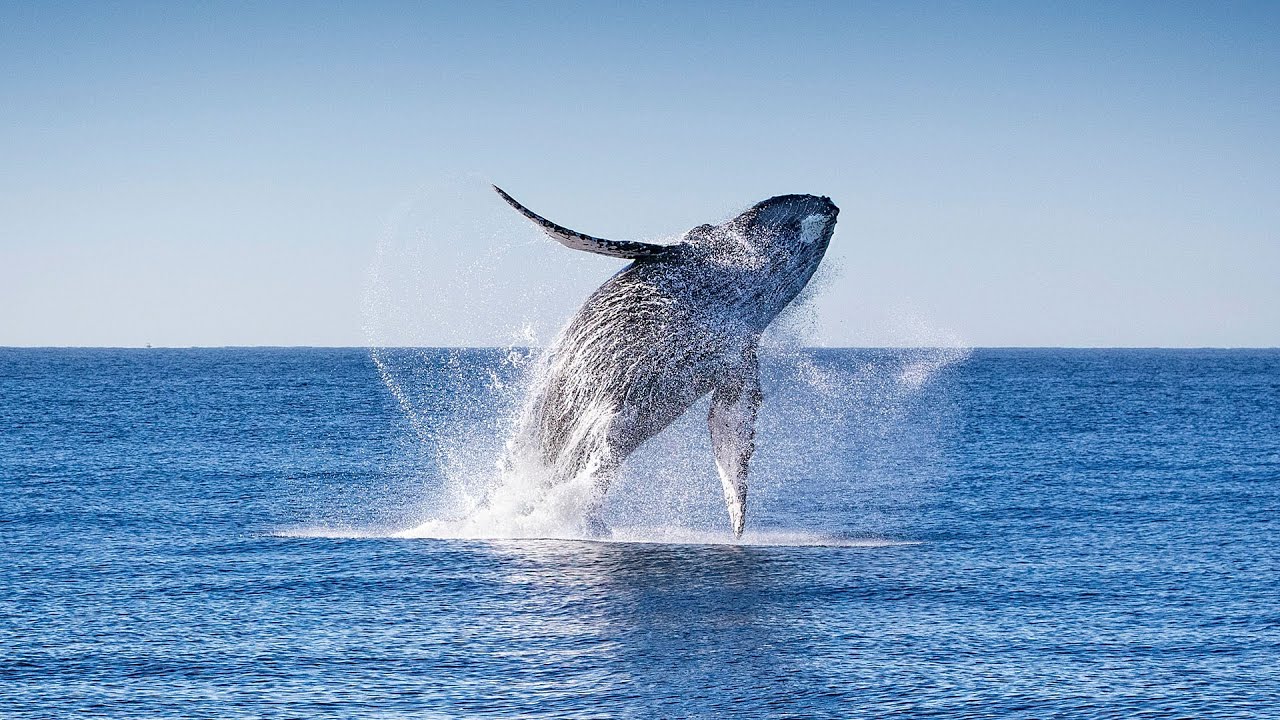 Humpback Whales 'Sing' to Tourists - YouTube