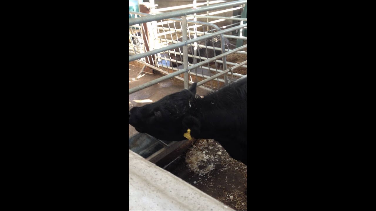 Scary Moo Cow - YouTube