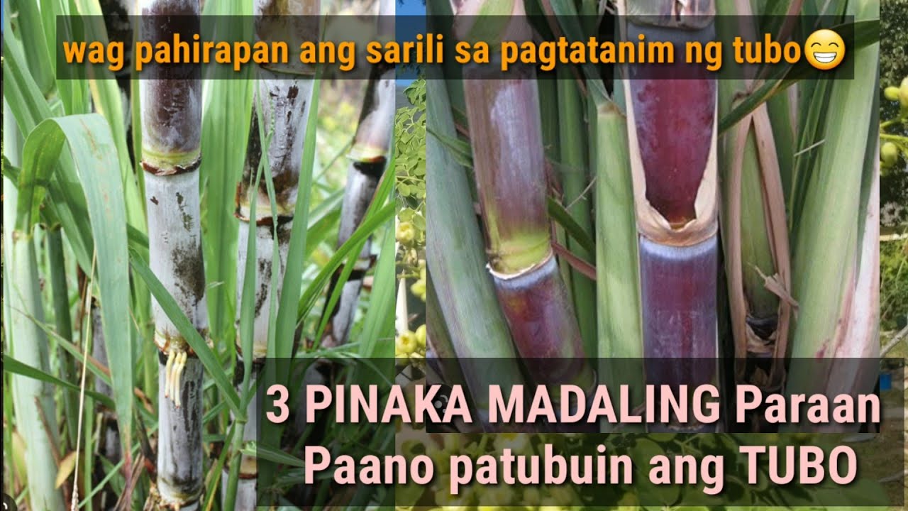 3 ways Paano magparami ng Tubo? tamad edition😁. How to grow sugarcanes ...