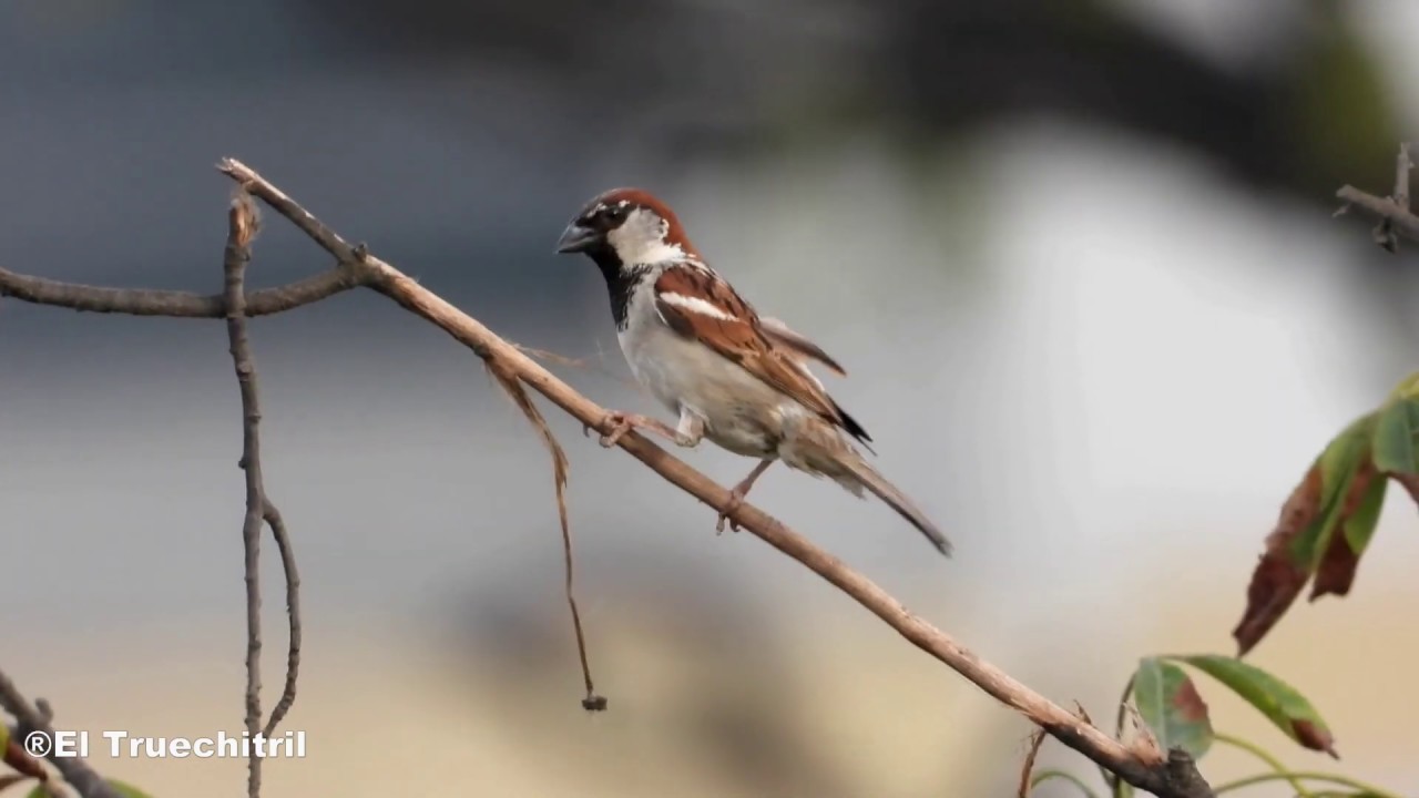 Gorrión común (Passer domesticus) / House Sparrow, English Sparrow ...