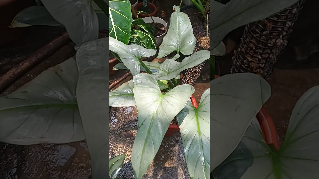 Philo Silver Sword - YouTube