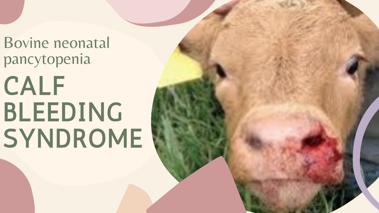 Calf bleeding syndrome||Bovine neonatal pancytopenia By Dr Hafiz Nouman ...