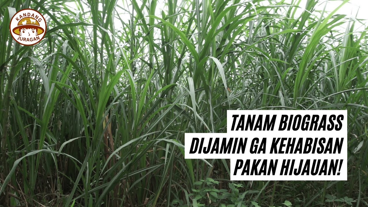 BANK PAKAN UNTUK TERNAK! | TANAM RUMPUT BB BIOGEN BIOGRASS DIJAMIN GA ...
