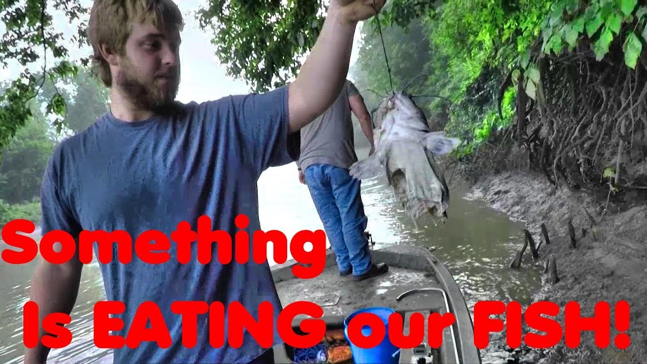 Trot lining for catfish EATEN ALIVE! - Trotliners (Ep.13) - YouTube