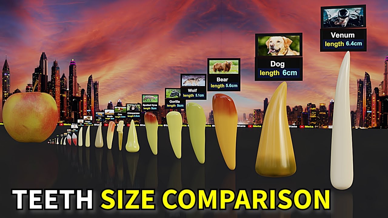 Teeth Size Comparison | Animal Teeth Size Comparison - YouTube