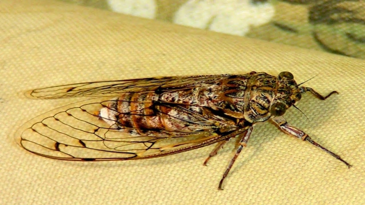 Cicada Wings: Repelling water could inspire ice-proof surfaces. - YouTube