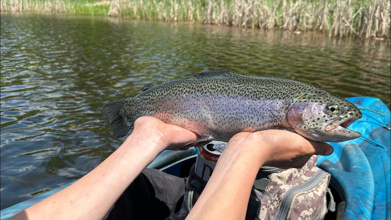 Fight vid of this hog of a trout - YouTube