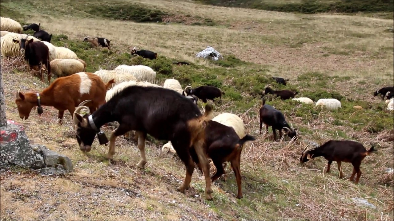cabras y cabritos pastando en el portillo de Lunada - YouTube