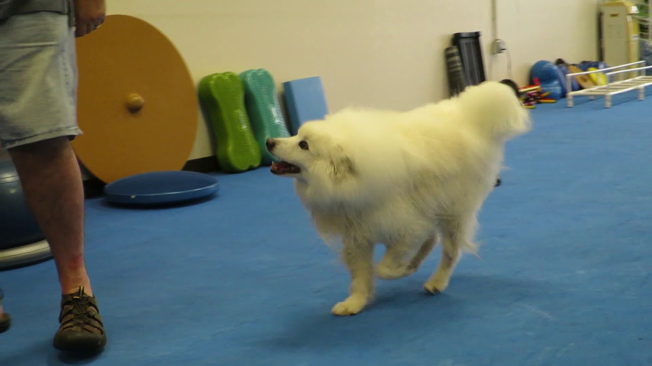 Dog with Degenerative Myelopathy who had a spinal stroke jumping for ...