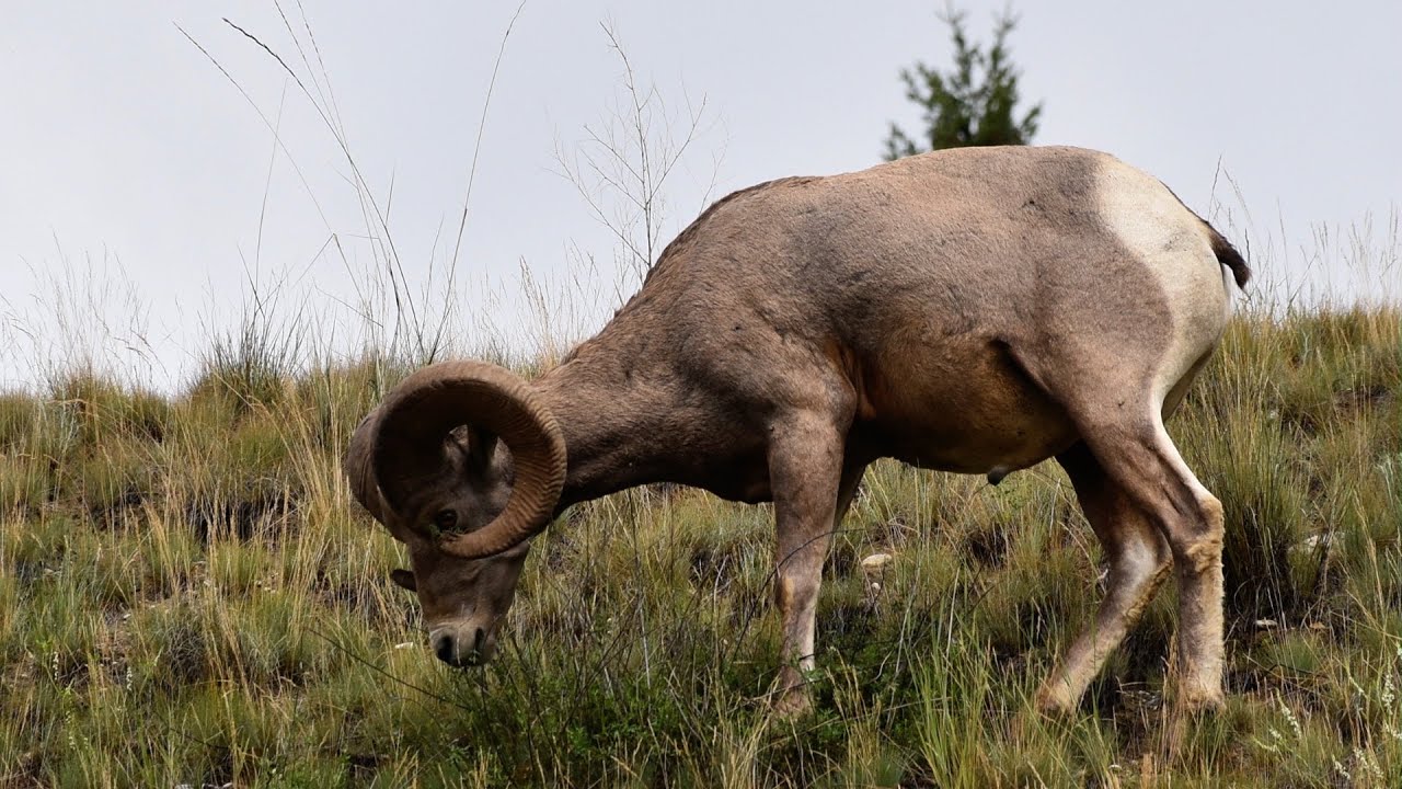 Sheep Series #3 A Dream Come True Sheep Hunt - YouTube