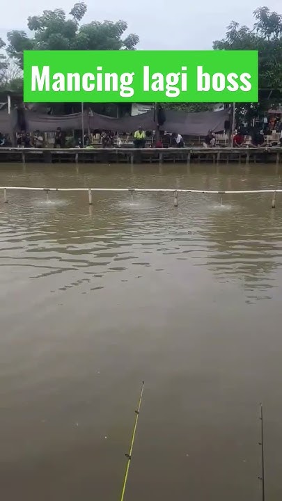 #shorts || MANCING DI KOLAM PEMANCINGAN - YouTube