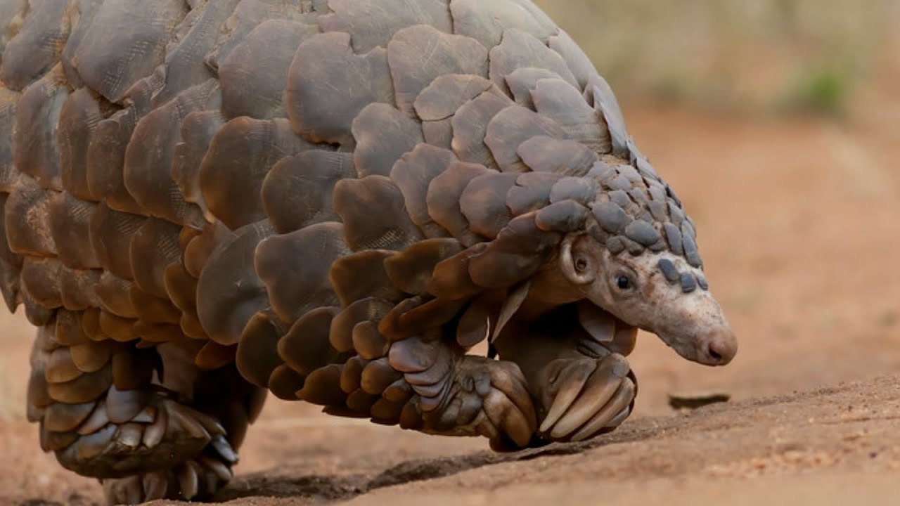 Pangolin break dance. Dancing pangolin. Pangolin Christmas cartoon ...