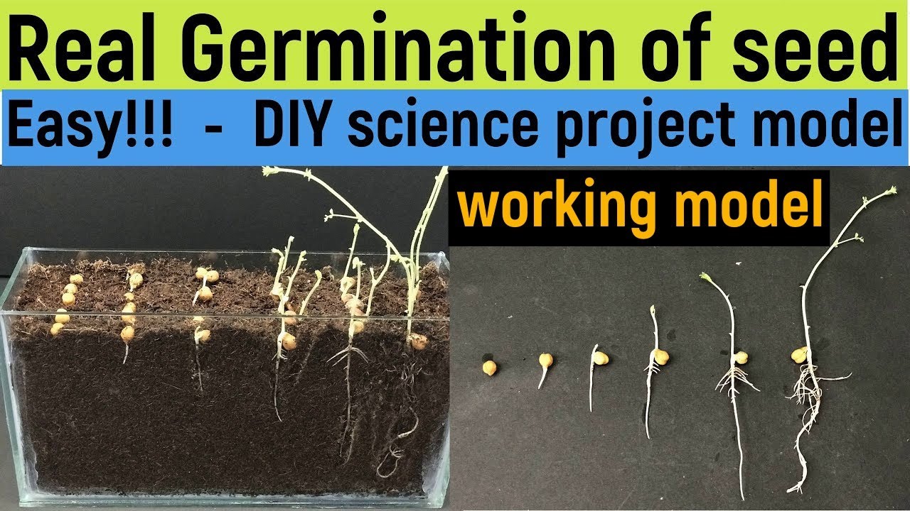 seed germination working model - seed germination model - seed ...