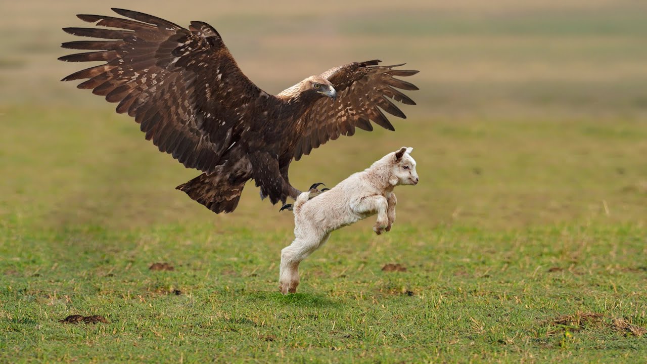 Eagle Gets Goat