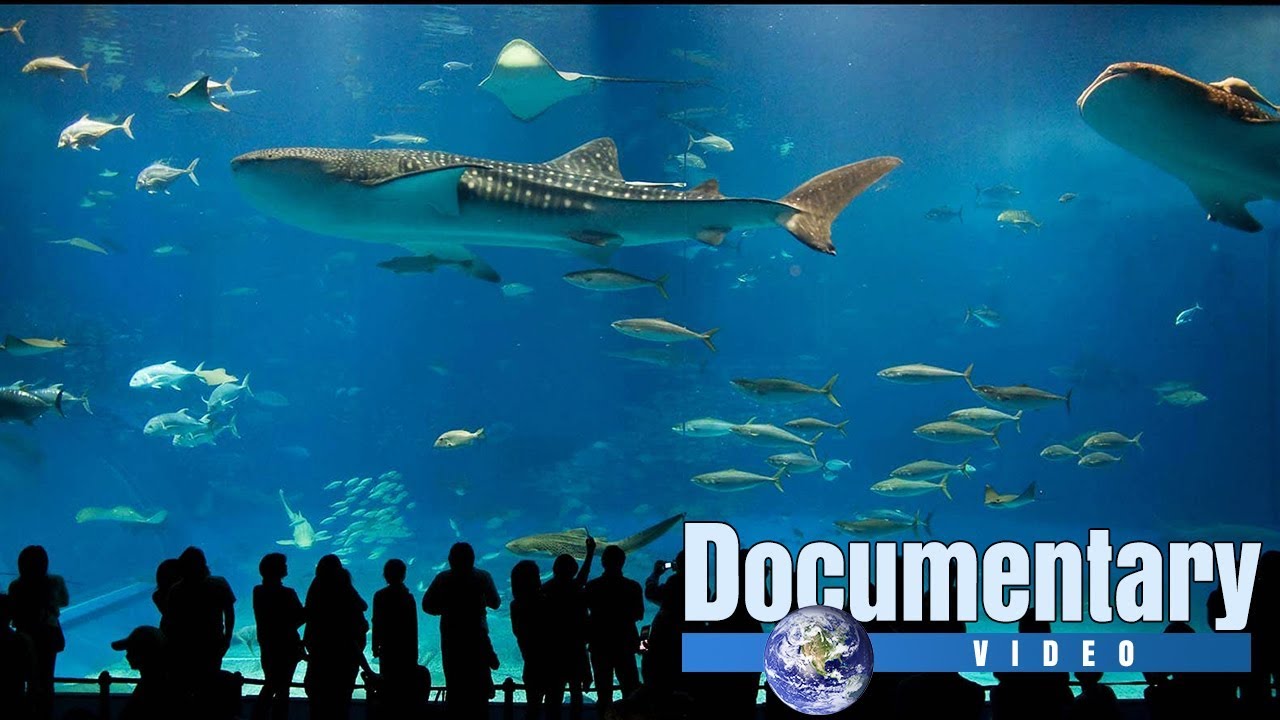 Water World Aquarium documentary - YouTube
