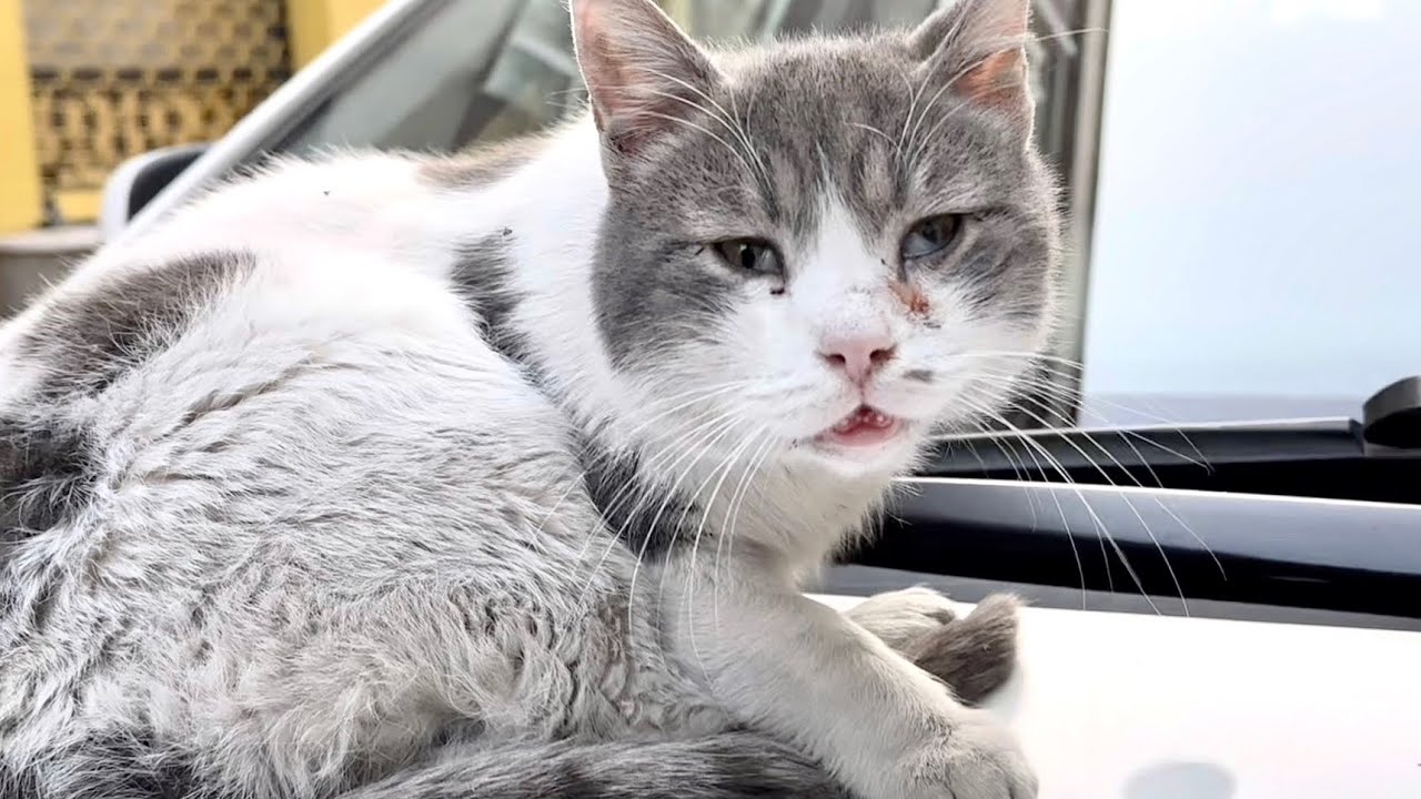Poor Stray Cat's Heartbreaking Reaction When I Take a Step Away... 🥺 ...