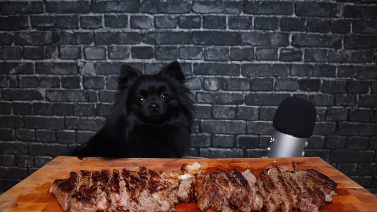 ASMR PUPPY EATING STEAK - YouTube