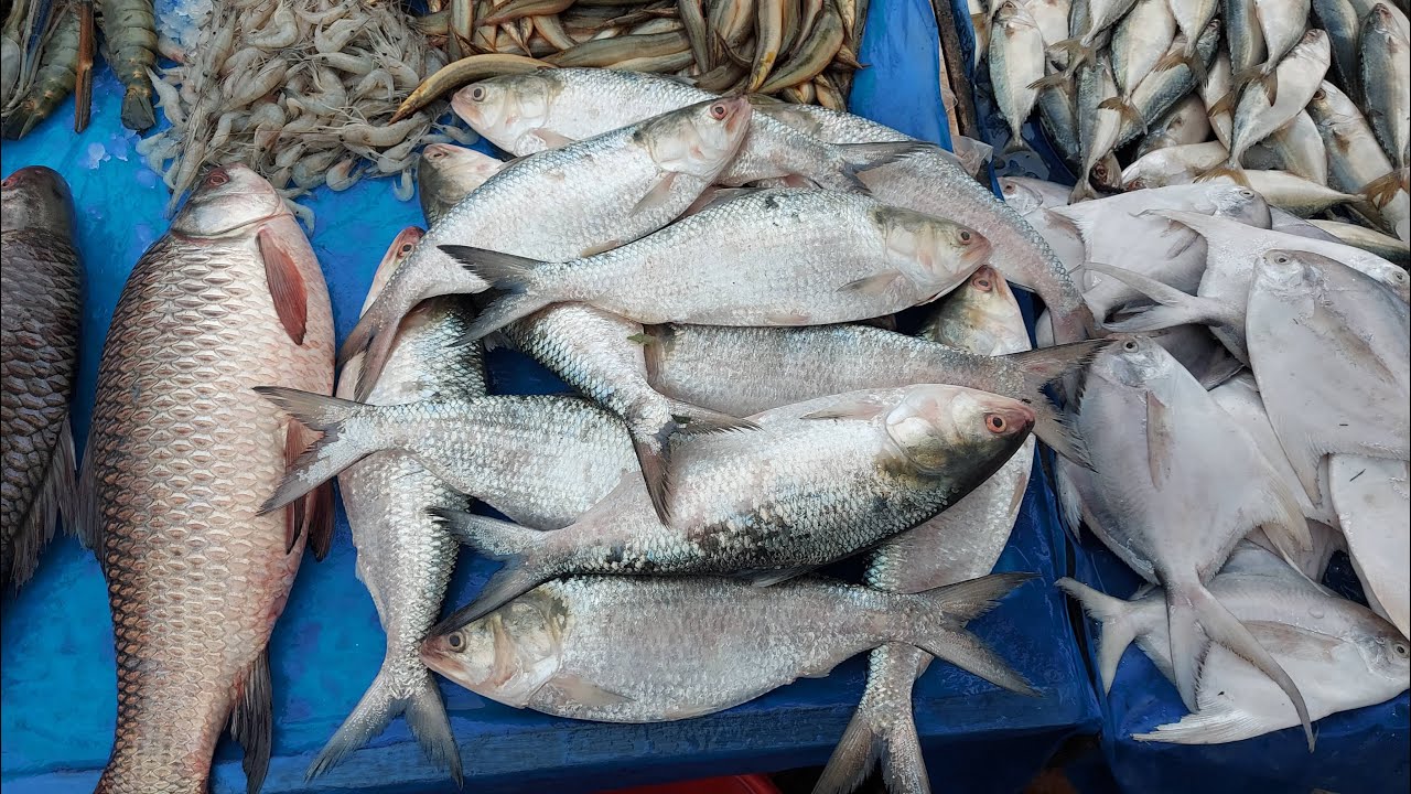 Hilsa fish/ Ilisha fish | Fish Market Show | Fishing Life & Fishing ...