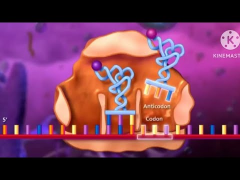 Translation 🧬( প্রোটিন সংশ্লেষ) Animation video Mr. Biology - YouTube