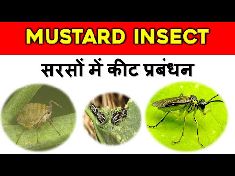 Insect pest of Mustard | सरसों में कीट का सफाया | Aphid | Paintedbug ...