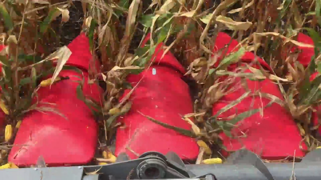 Maya America Corn Head Slow Motion - YouTube