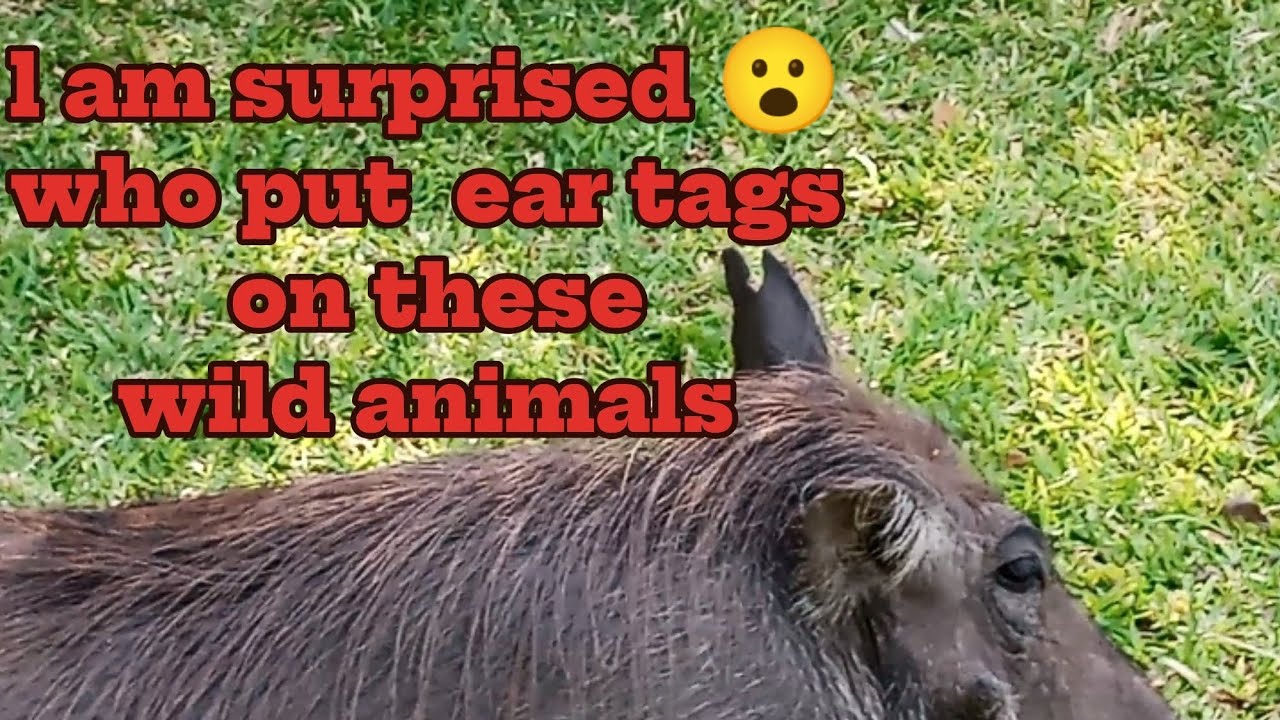 l am in 🫢 awe " who put ear tags on these wild animals 😲 - YouTube