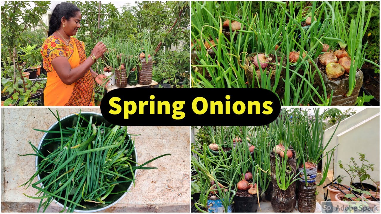 How to grow spring onions in bottles on terrace garden ...