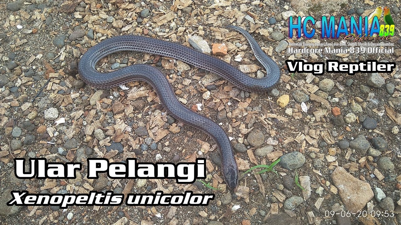 Ular Pelangi - Xenopeltis unicolor - Vlog Reptiler Vol 1 06 2020 - YouTube