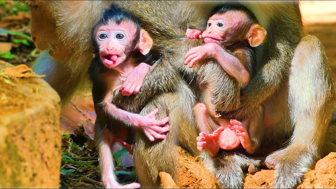 O...M.....G...! Newborn Monkey is Really Active Mom Can't Control | Primate Monkey - YouTube