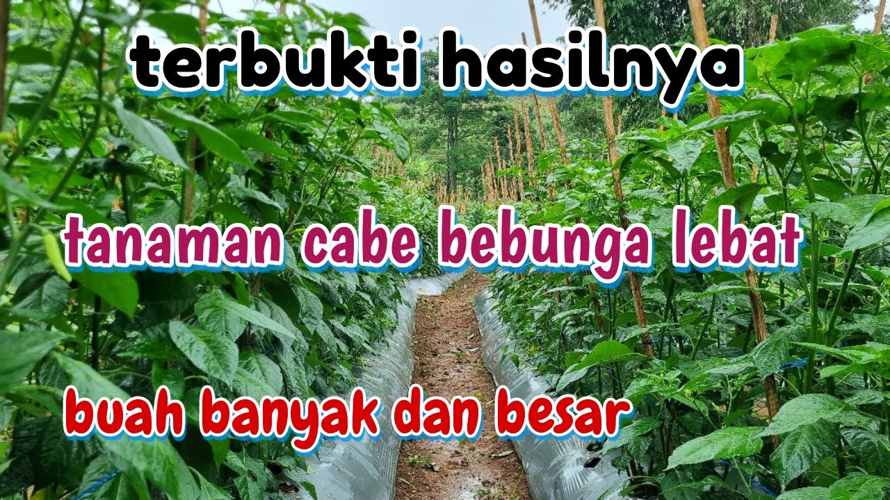 PUPUK CABE BERBUAH LEBAT, CARA MEMACU PEMBUNGAAN CABE, MERANGSANG BUNGA ...