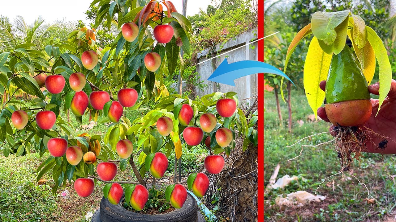 How to graft apple with mango get a lot of mango fruit with apple in a ...