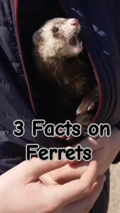 3 Facts on Ferrets - YouTube