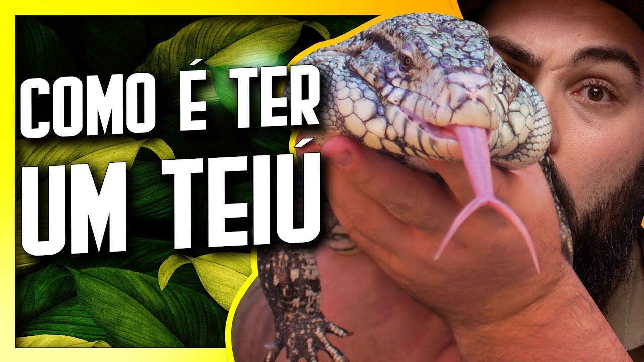 Como é ter um Teiu, Teju de estimação - Tudo o que você precisa saber ...