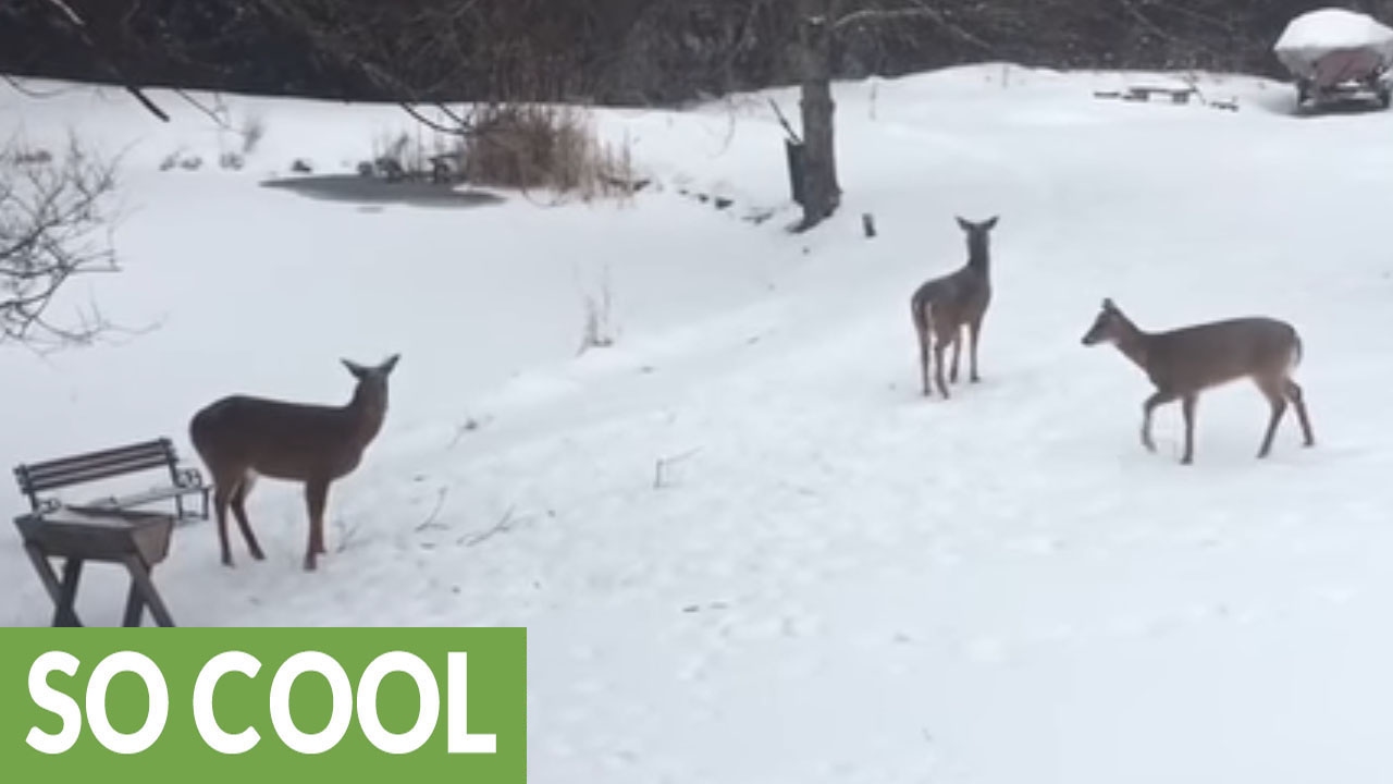 Aggressive young buck bullies two does at feeder - YouTube