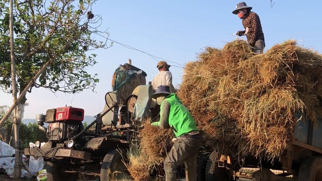 My family complete the work of harvesting rice, gather rice and thresh ...