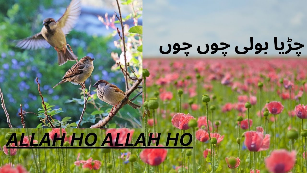ALLAH HO ALLAH HO - YouTube
