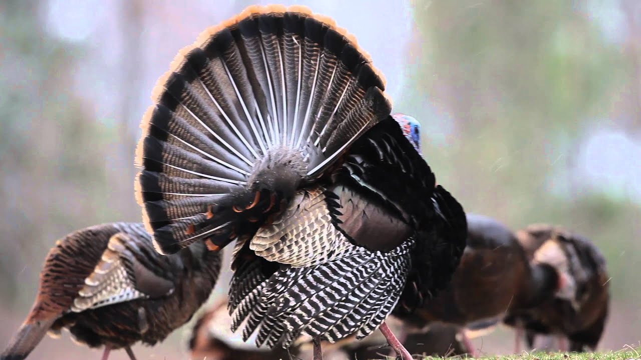 Wild Turkey — Puff-Out Fantail - YouTube